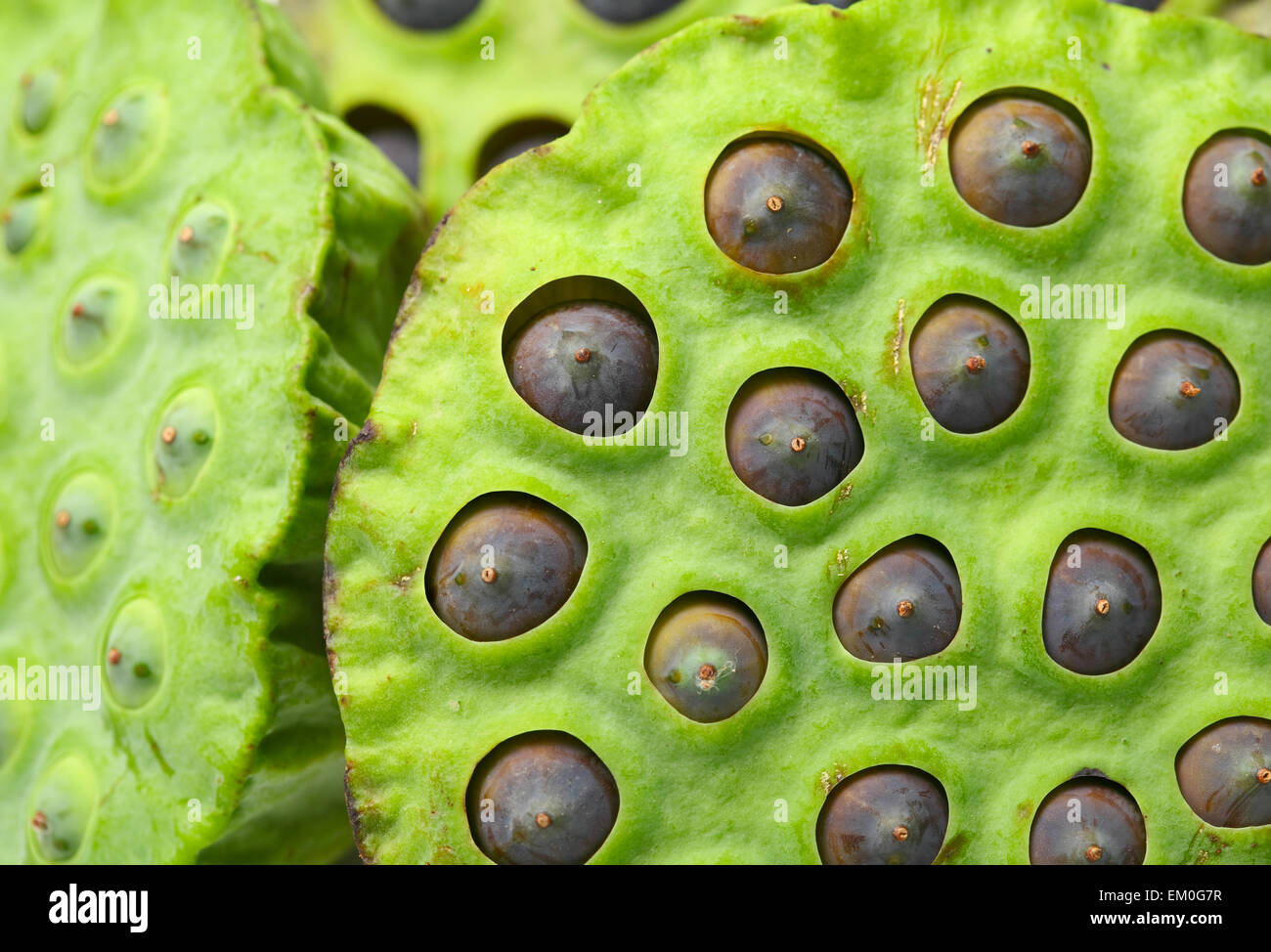 Lotus seed pod Stock Photo - Alamy