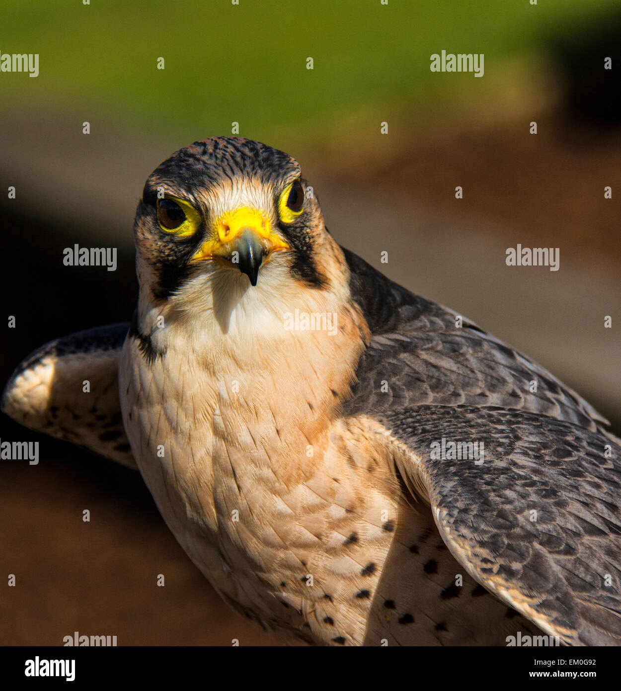 Lanner Falcon Portrait Stock Photo - Alamy