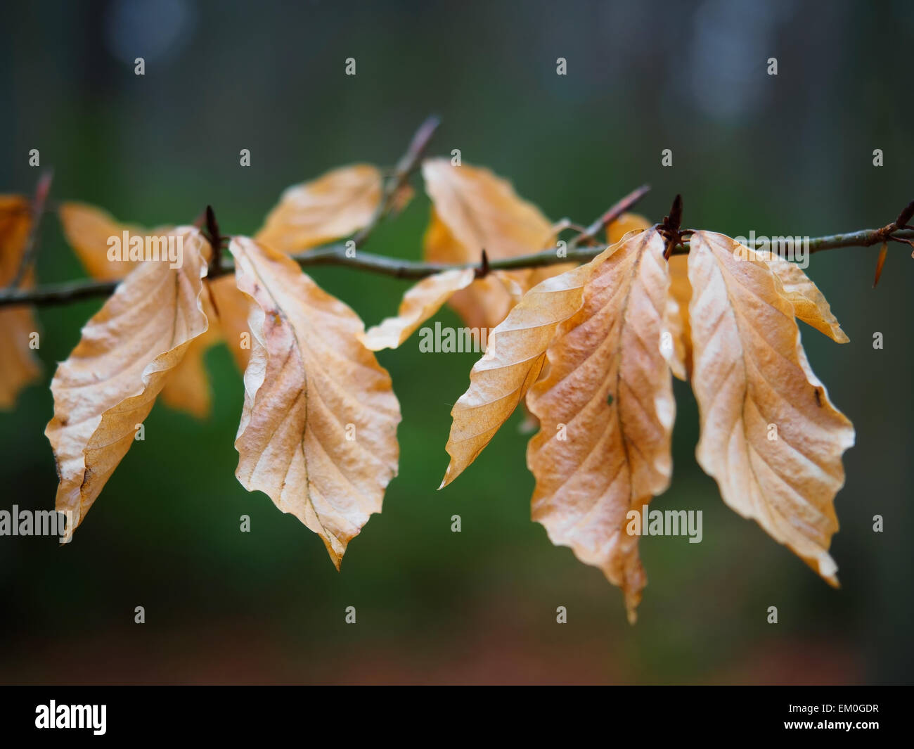 Beech tree leaves hi-res stock photography and images - Alamy