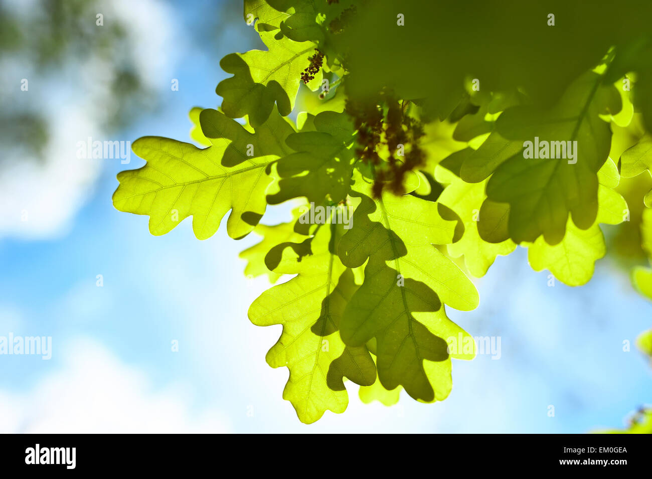 Spring oak leaves Stock Photo - Alamy