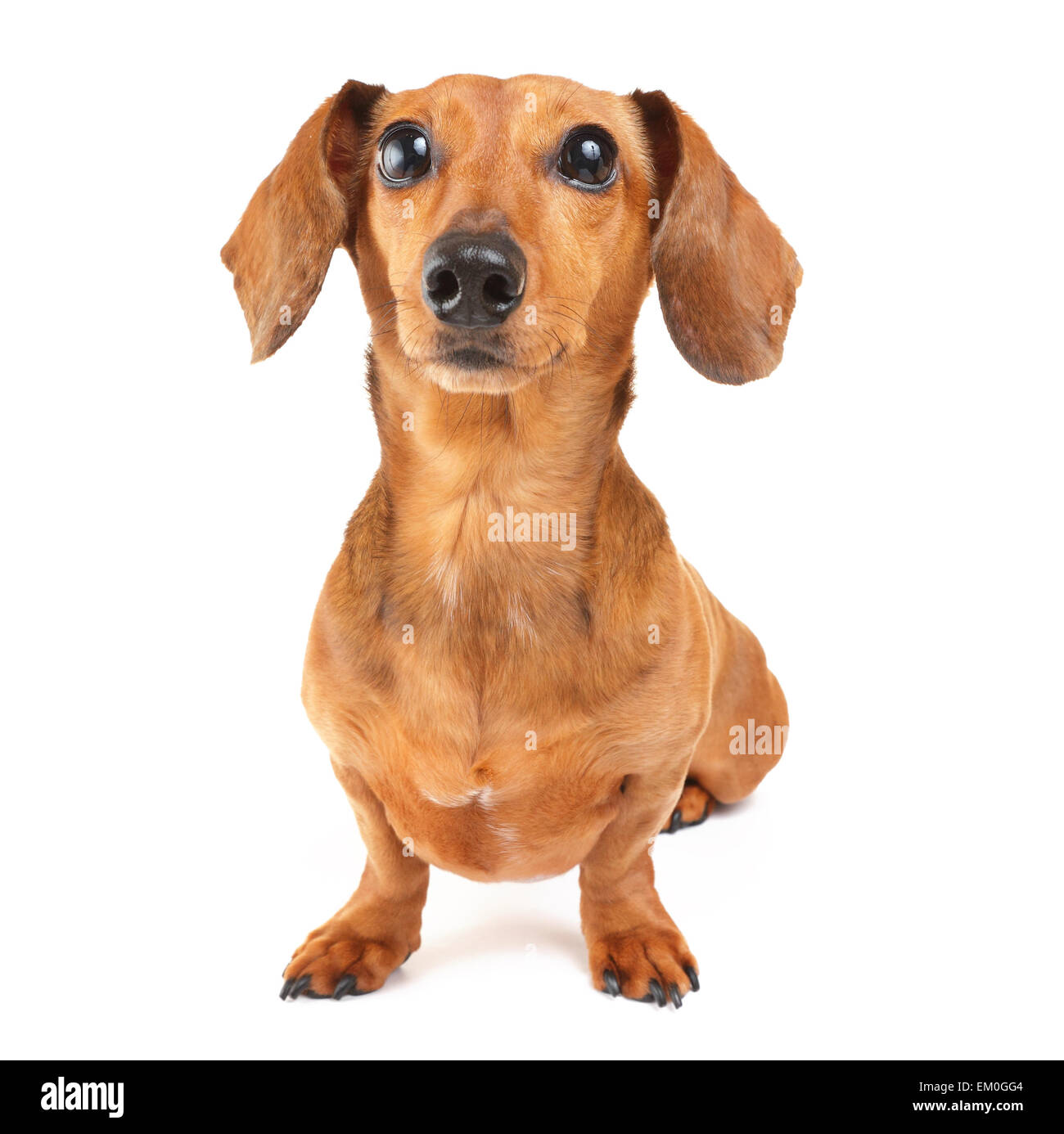 Dachshund dog portrait Stock Photo - Alamy