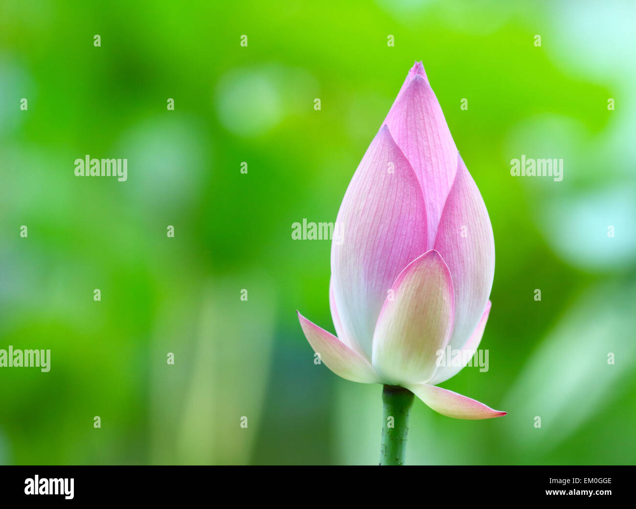 Lotus bud close up Stock Photo - Alamy