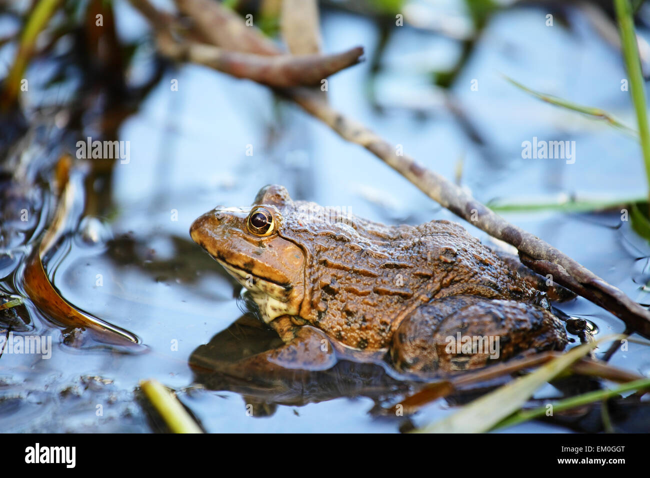 Frog in pond Stock Photo - Alamy