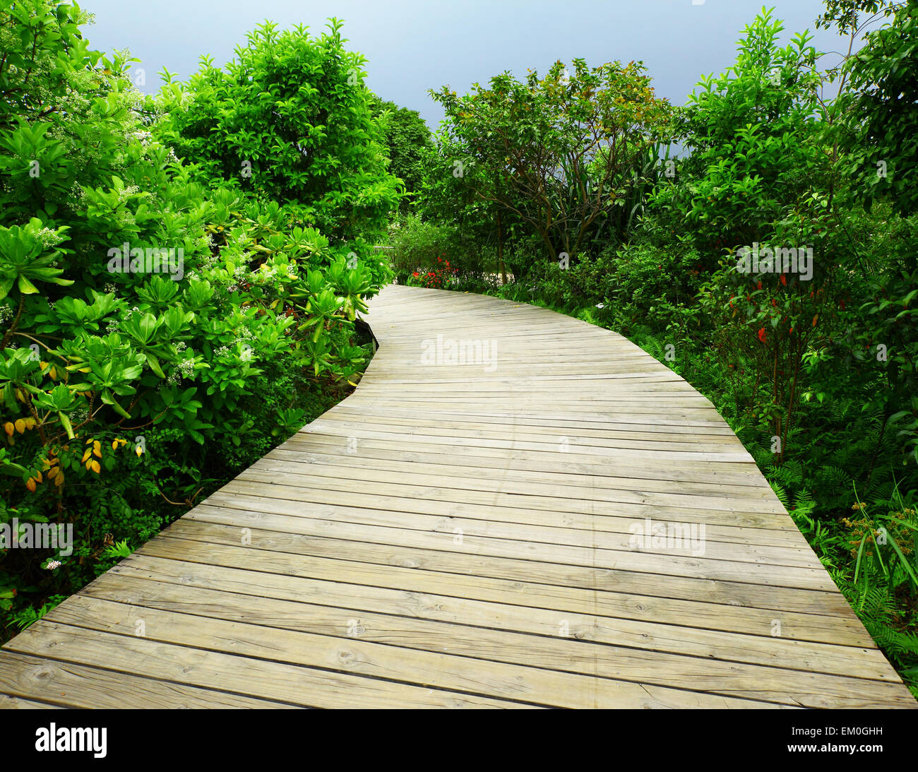 Walkway in forest Stock Photo - Alamy