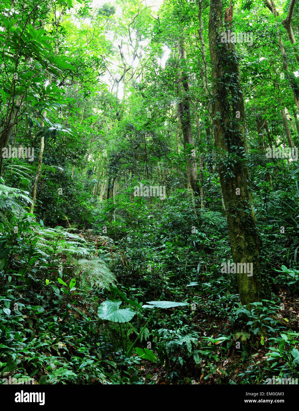 Rainforest grass tropical hi-res stock photography and images - Alamy