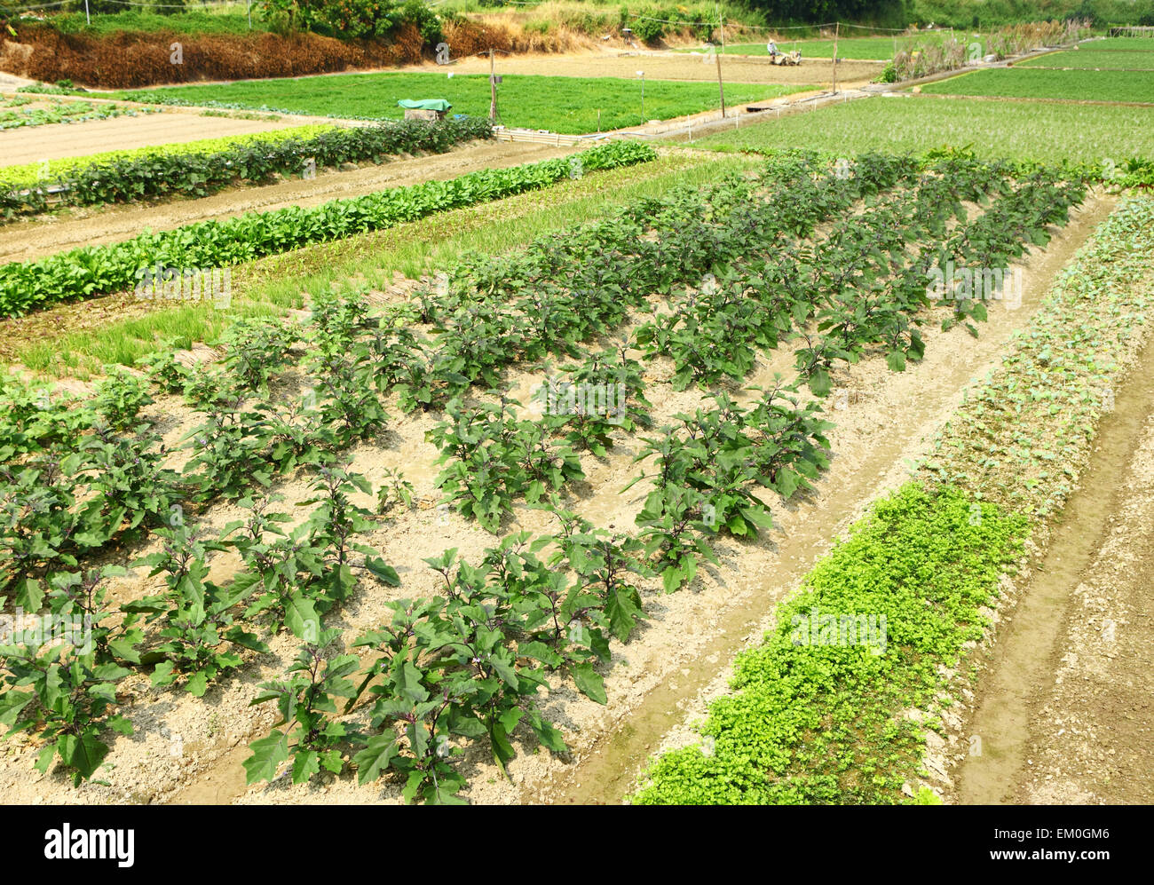 Farm with vegetable Stock Photo - Alamy