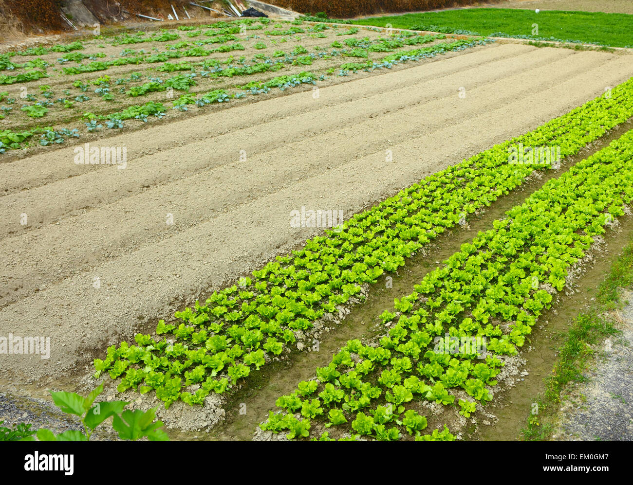 Farm with lettuce Stock Photo - Alamy