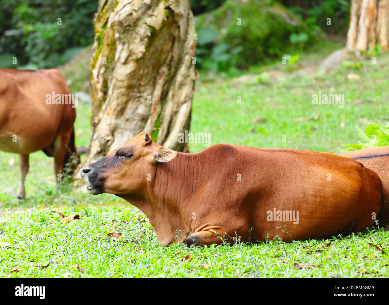 Asian cattle hi-res stock photography and images - Alamy