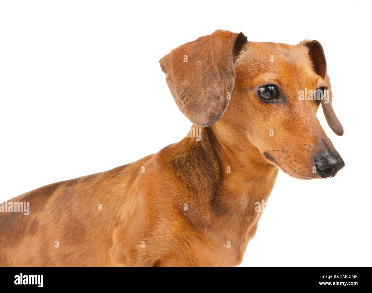 Side view of Dachshund dog Stock Photo - Alamy