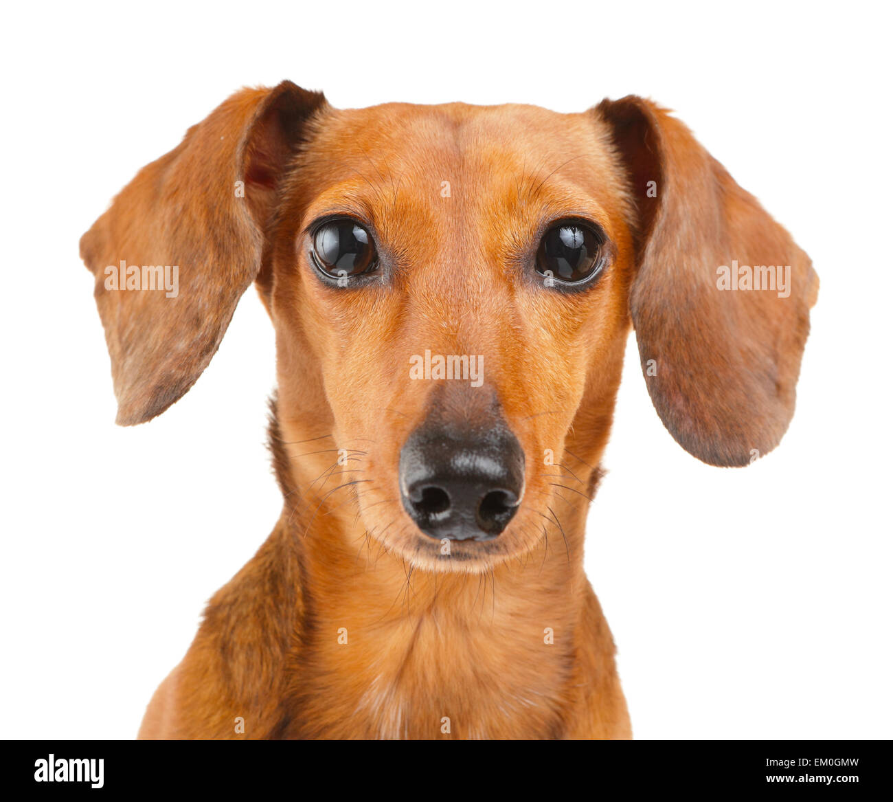 Dachshund dog close up Stock Photo - Alamy