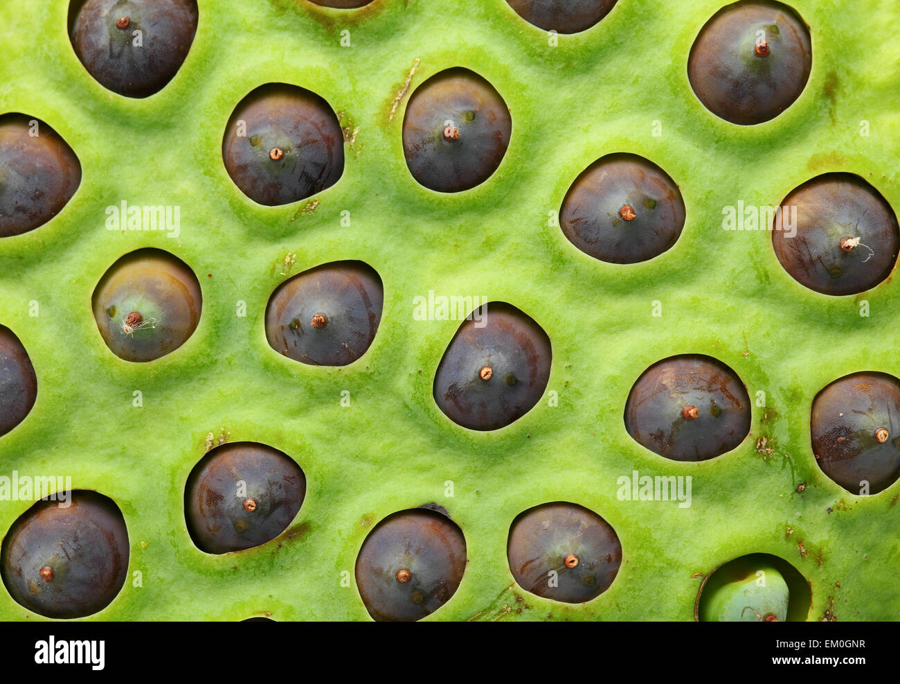 Lotus pod flower hi-res stock photography and images - Alamy