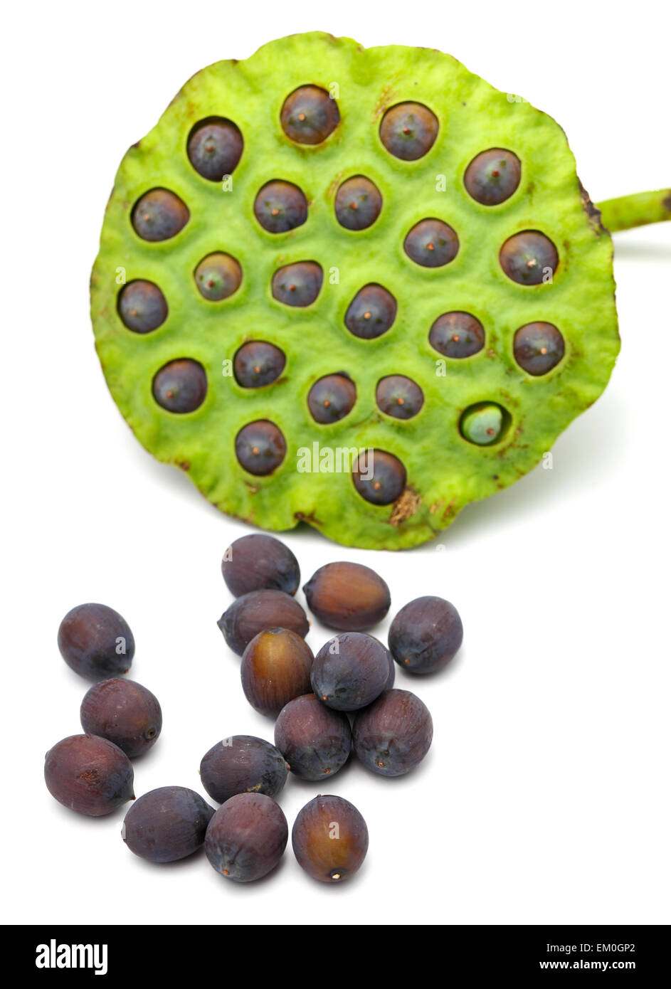 Lily seeds Cut Out Stock Images & Pictures - Alamy