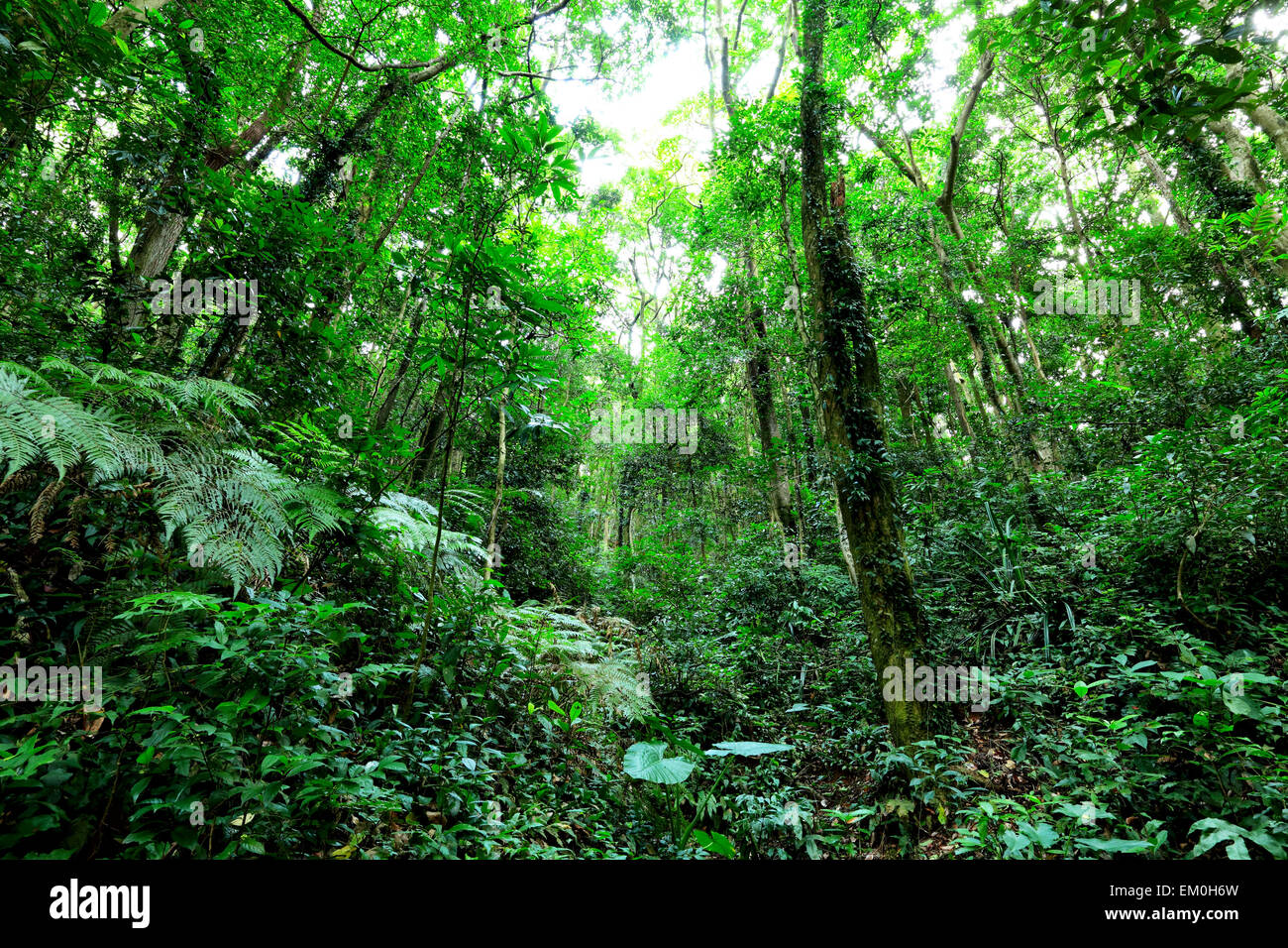 Jungle background hi-res stock photography and images - Alamy