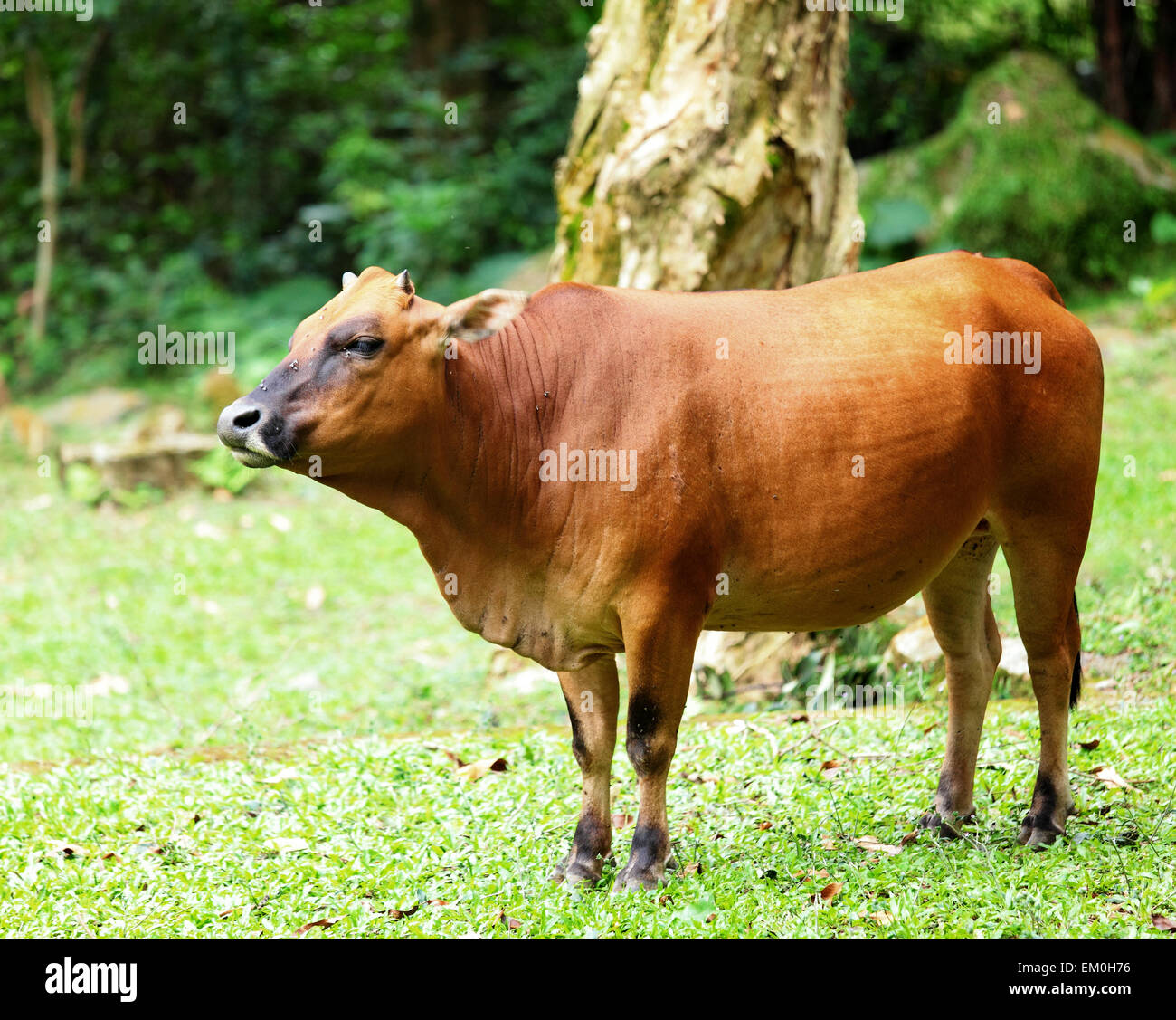 Cattle breeding cattle economy hi-res stock photography and images - Alamy