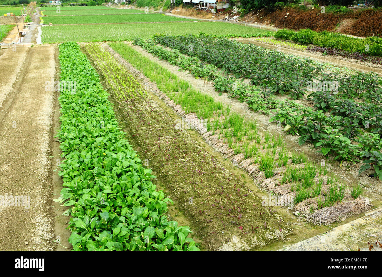Farm with agricultural product Stock Photo - Alamy