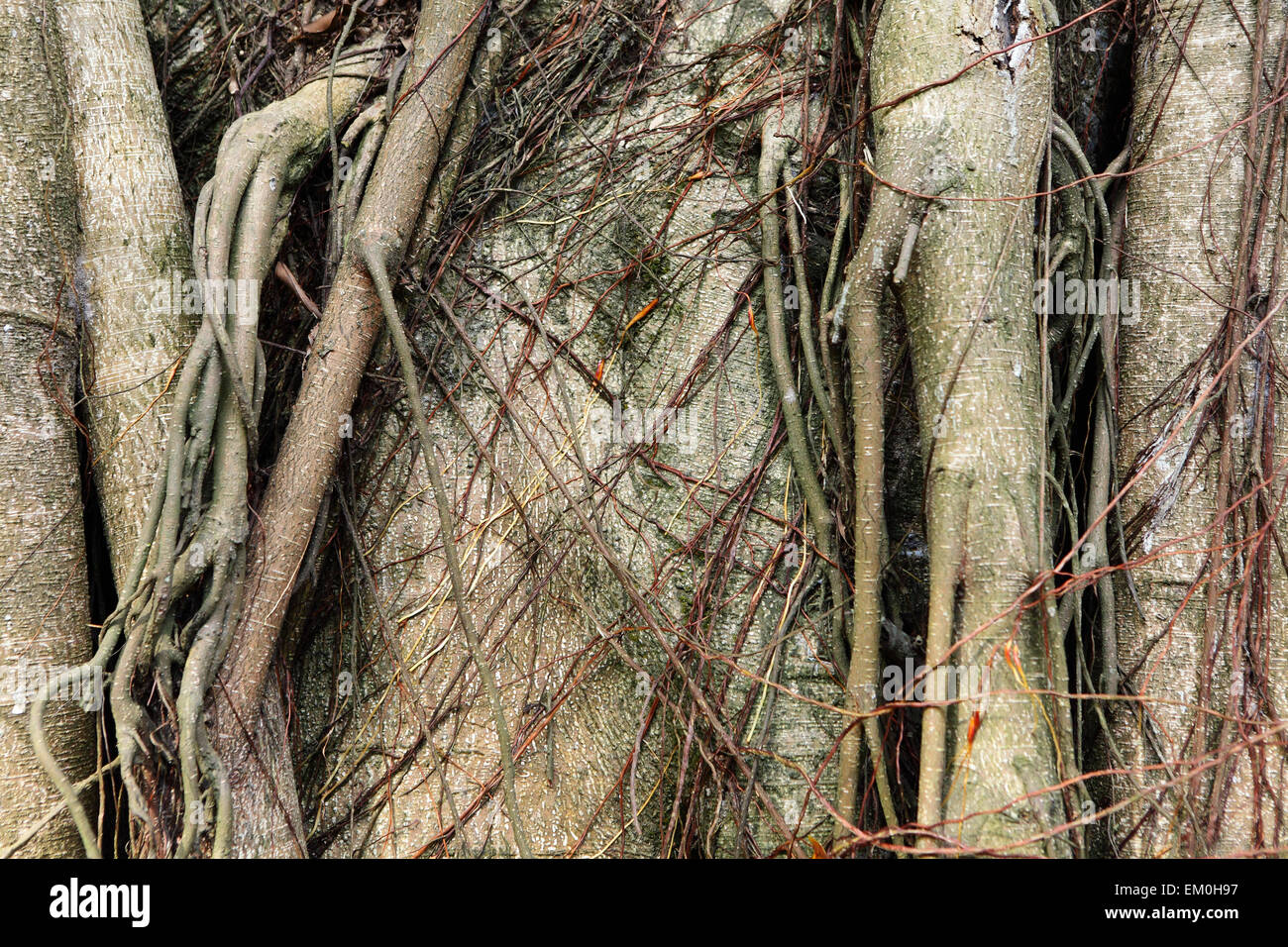 Tree root protection hi-res stock photography and images - Alamy