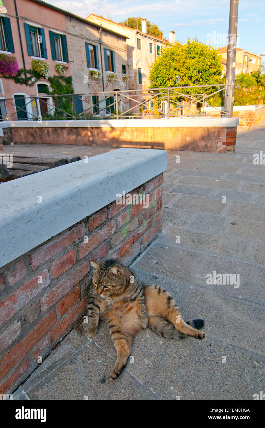 Venice Italy cat on the street Stock Photo - Alamy