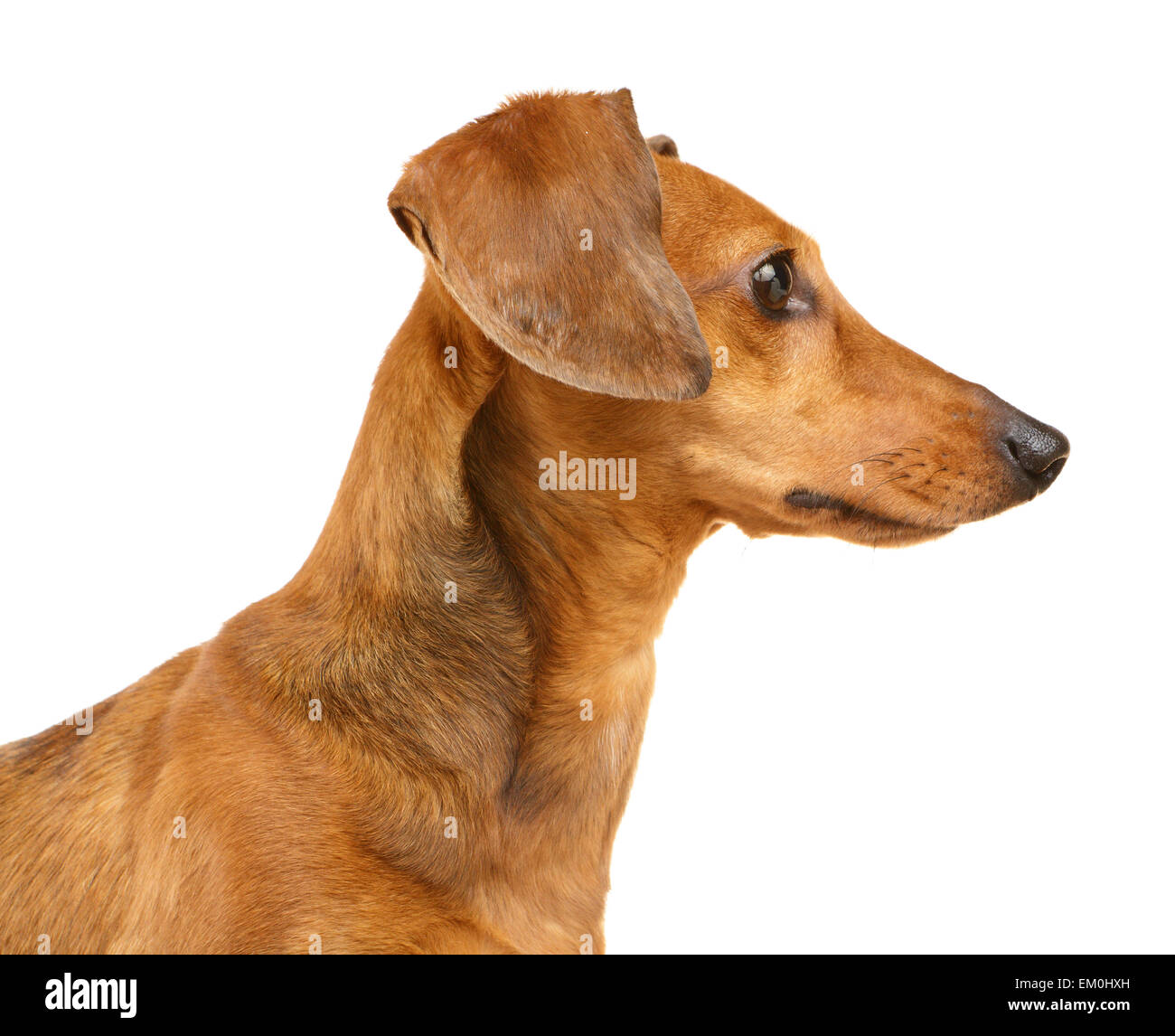 Dachshund dog portrait Stock Photo - Alamy
