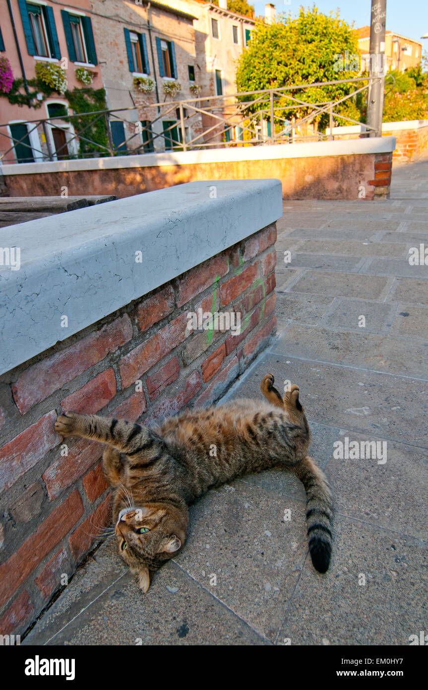 Cat venice italy hi-res stock photography and images - Alamy