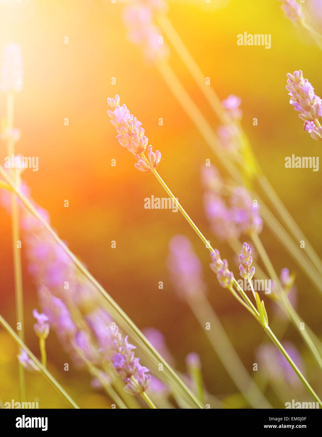Beautiful stalks of lavender outdoor against green grass Stock Photo ...