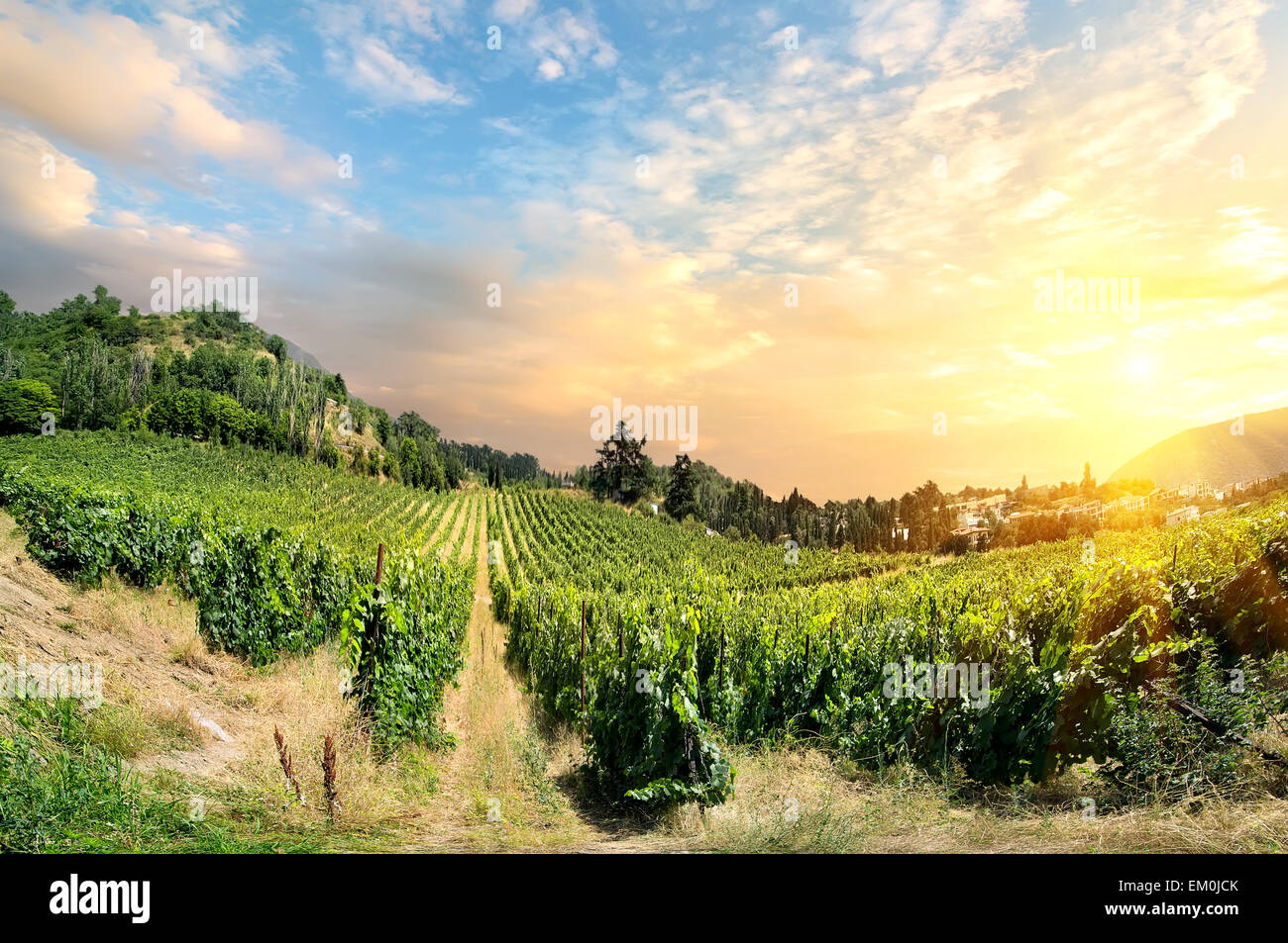 Vineyard on sunset Stock Photo - Alamy