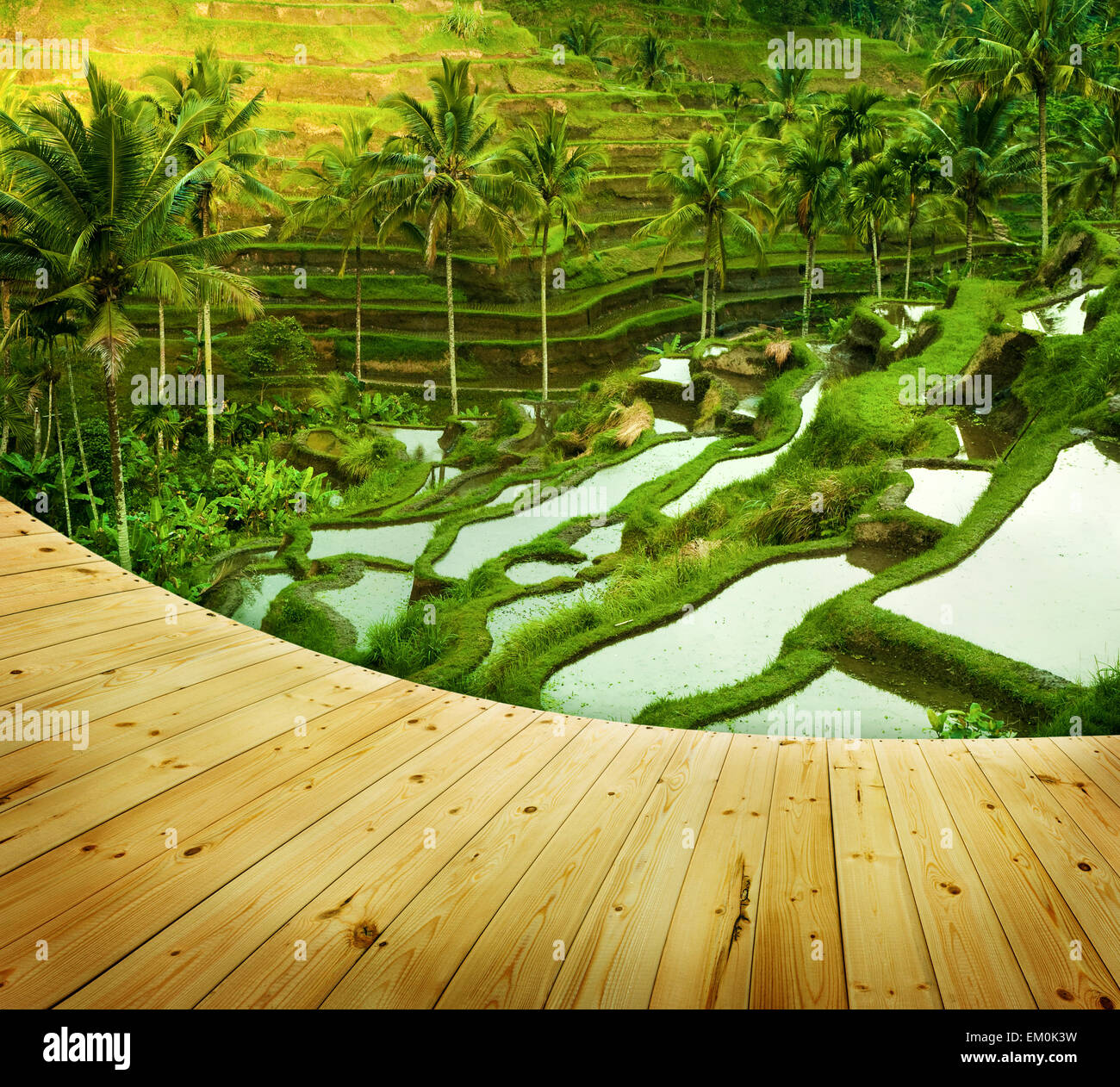 Terrace rice fields Stock Photo - Alamy
