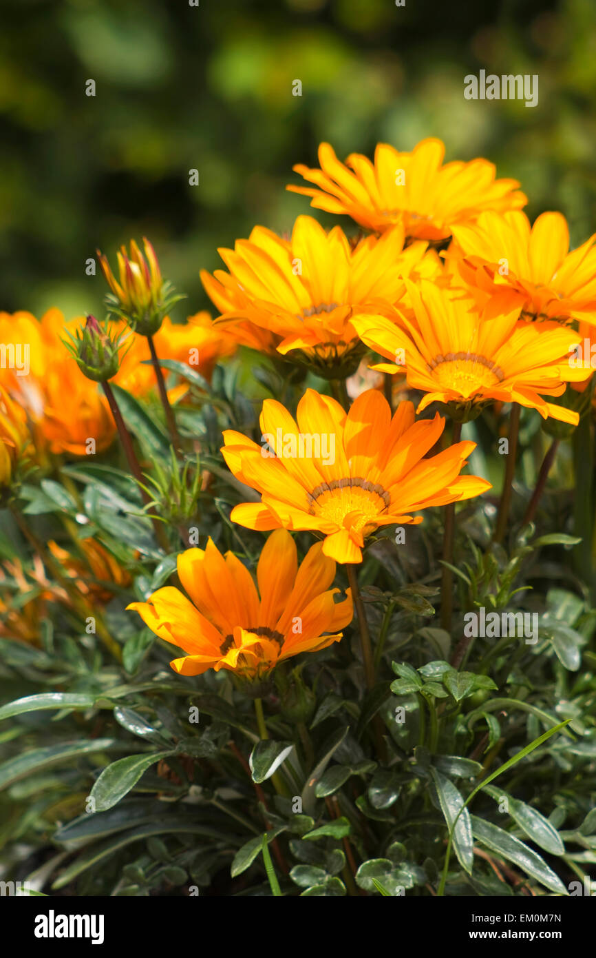 Trailing african daisy hi-res stock photography and images - Alamy