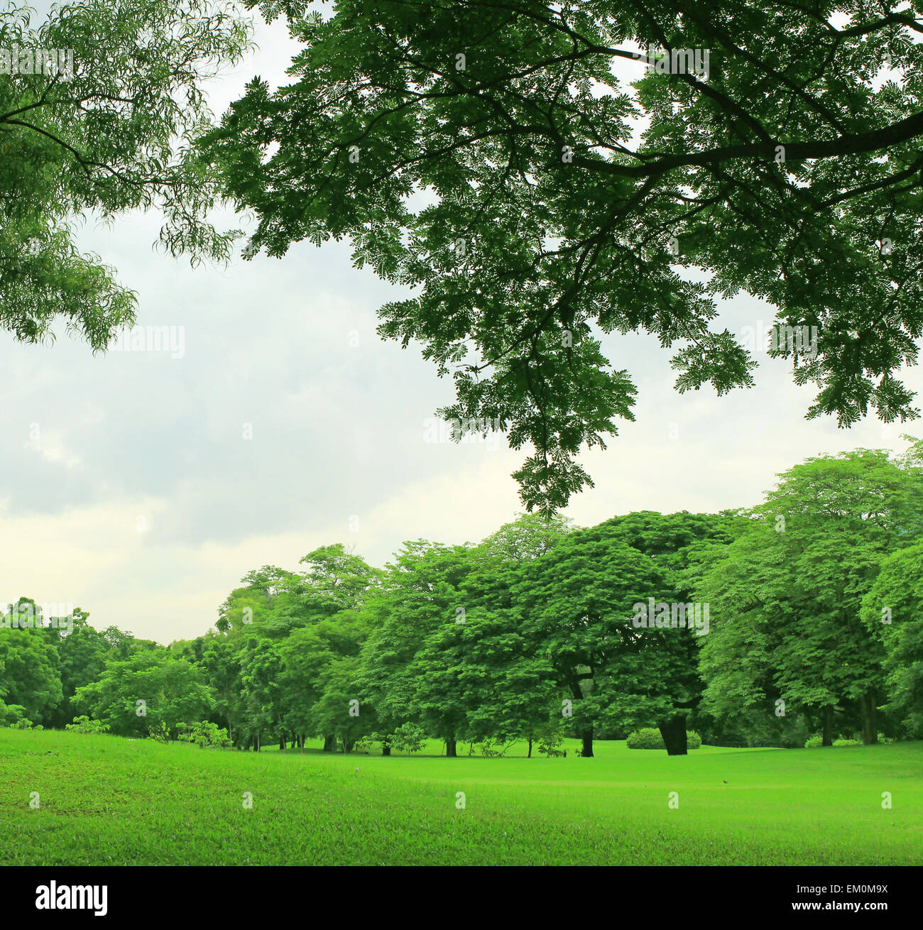 Background with green trees in park Stock Photo - Alamy