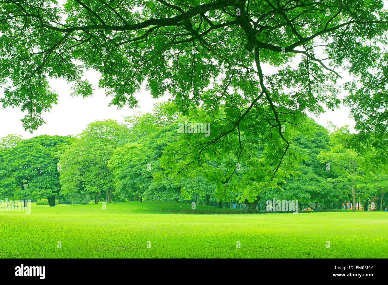 Background with green trees in park Stock Photo - Alamy