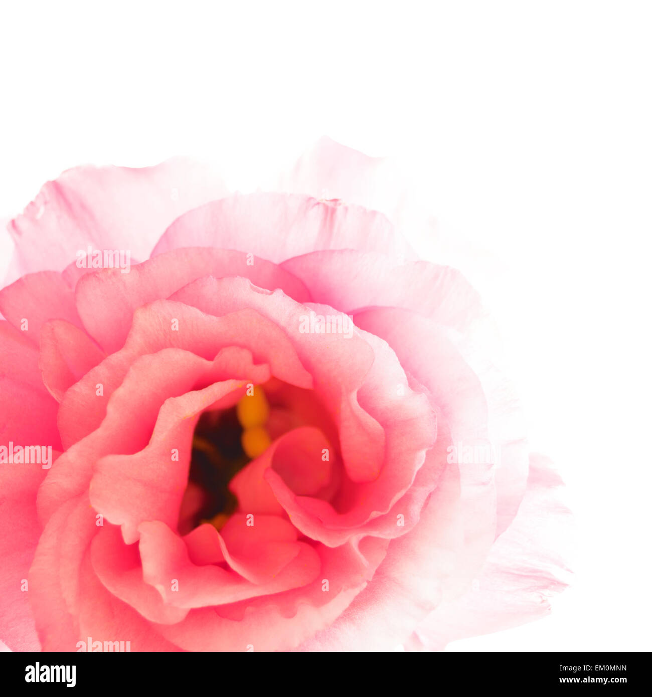 Beautiful Eustoma Flower on the White Background Stock Photo - Alamy