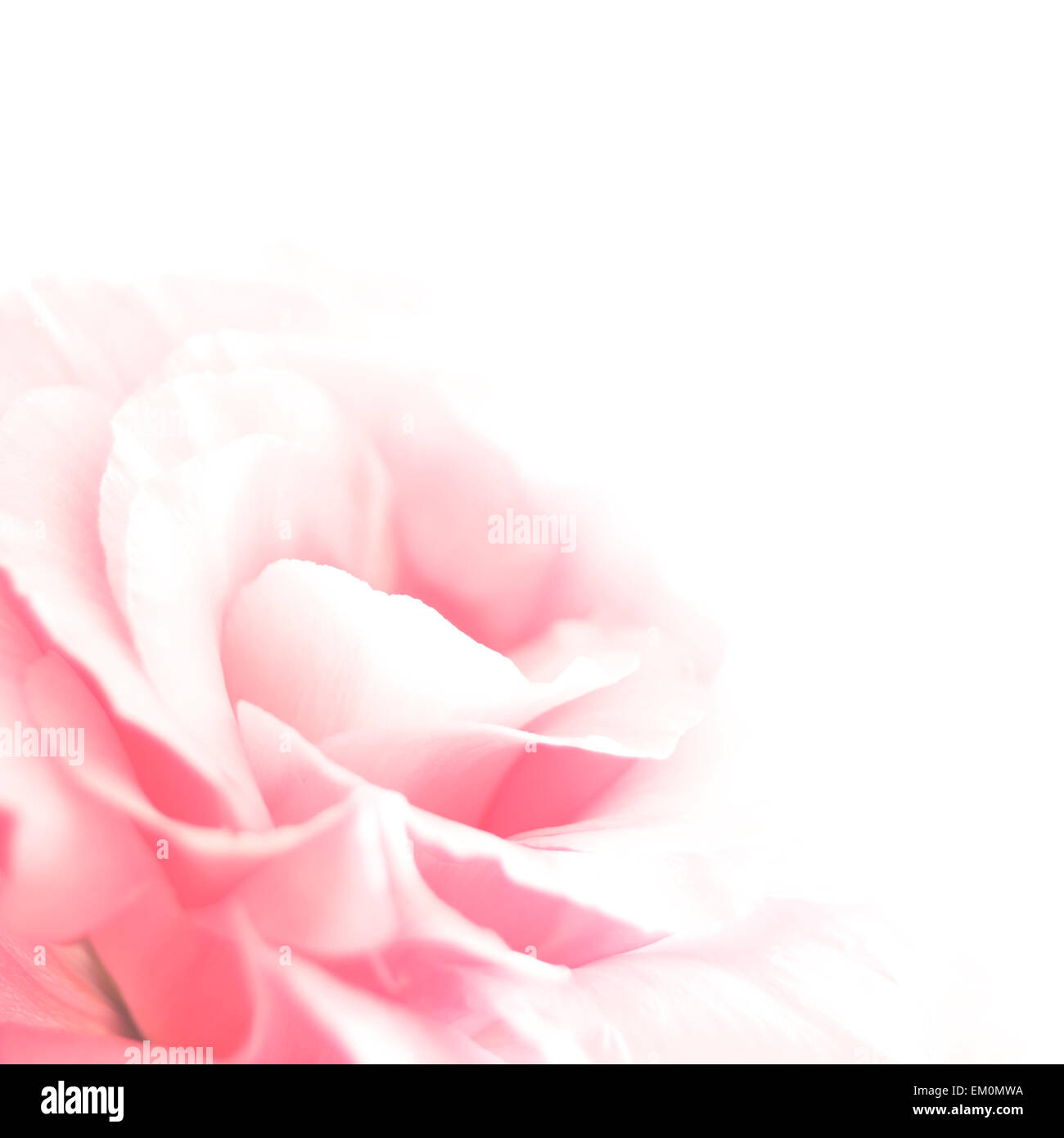 Beautiful Eustoma Flower on the White Background Stock Photo - Alamy