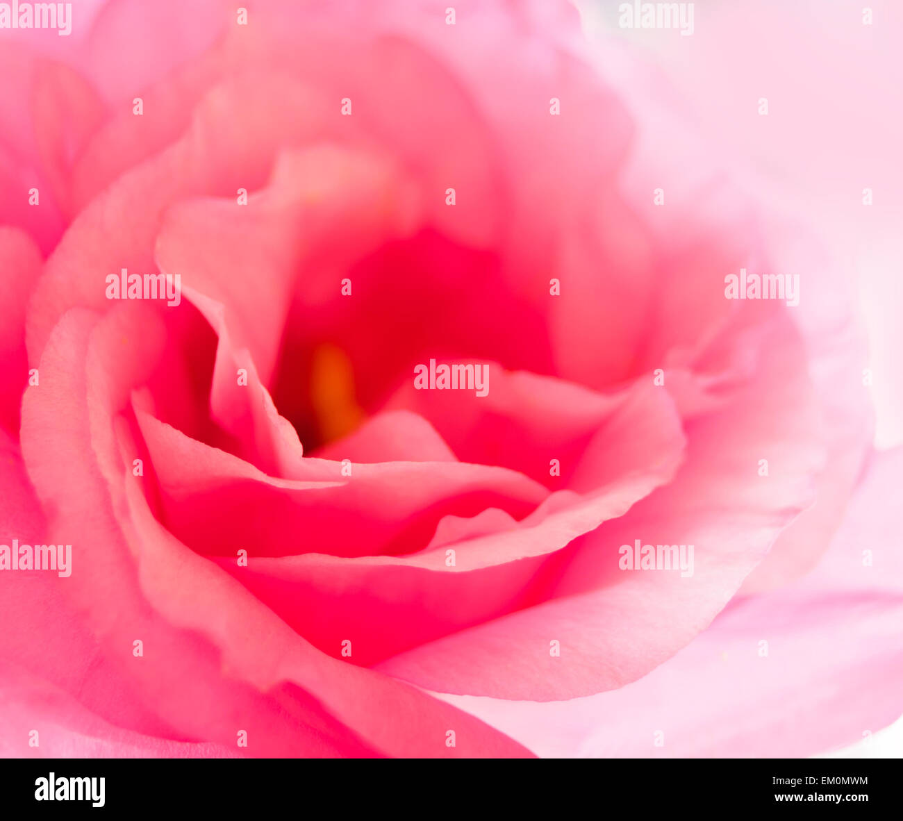 Beautiful Eustoma Flower Stock Photo - Alamy