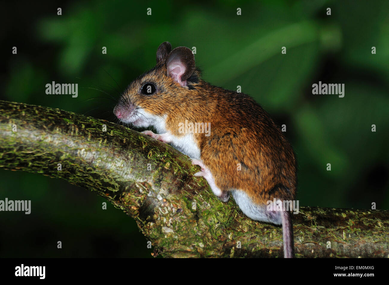 wood mouse apodemus sylvaticus Stock Photo - Alamy