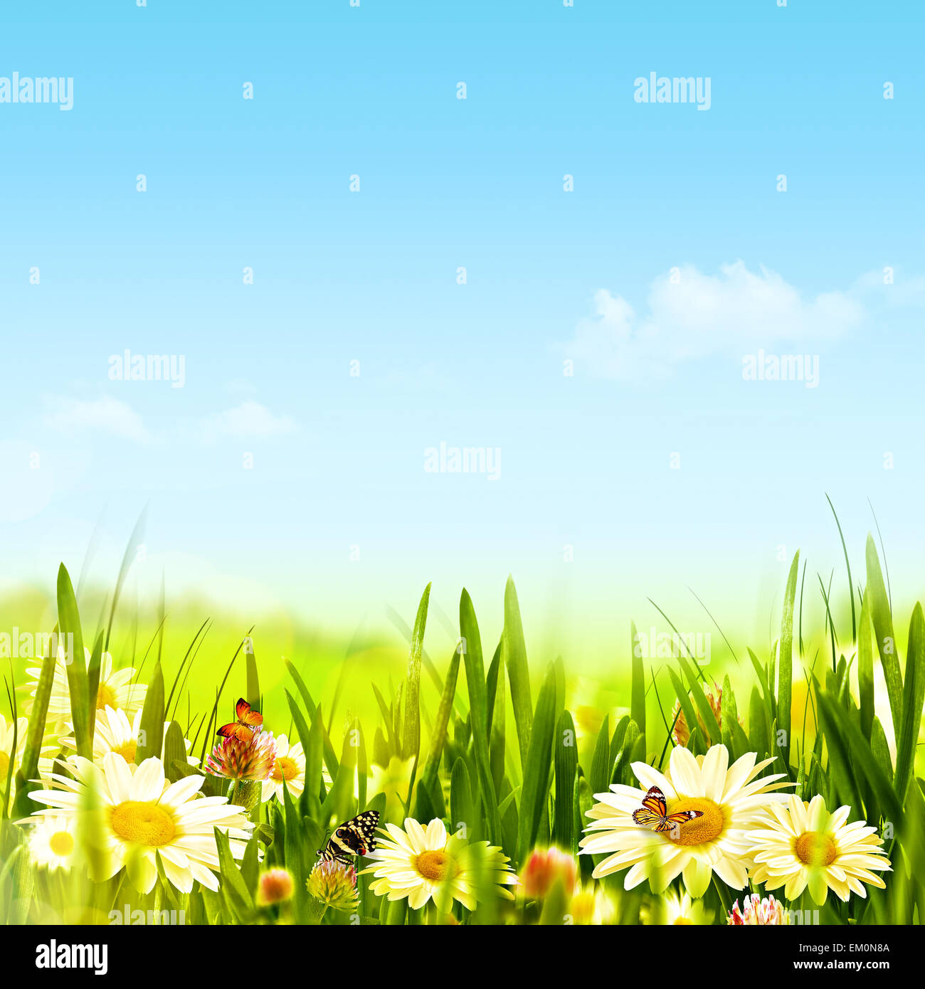 Shiny summer day on the meadow, natural backgrounds Stock Photo - Alamy