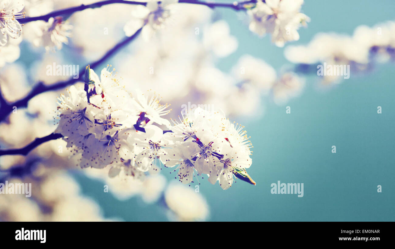 Apricot tree flower, natural abstract backgrounds Stock Photo - Alamy