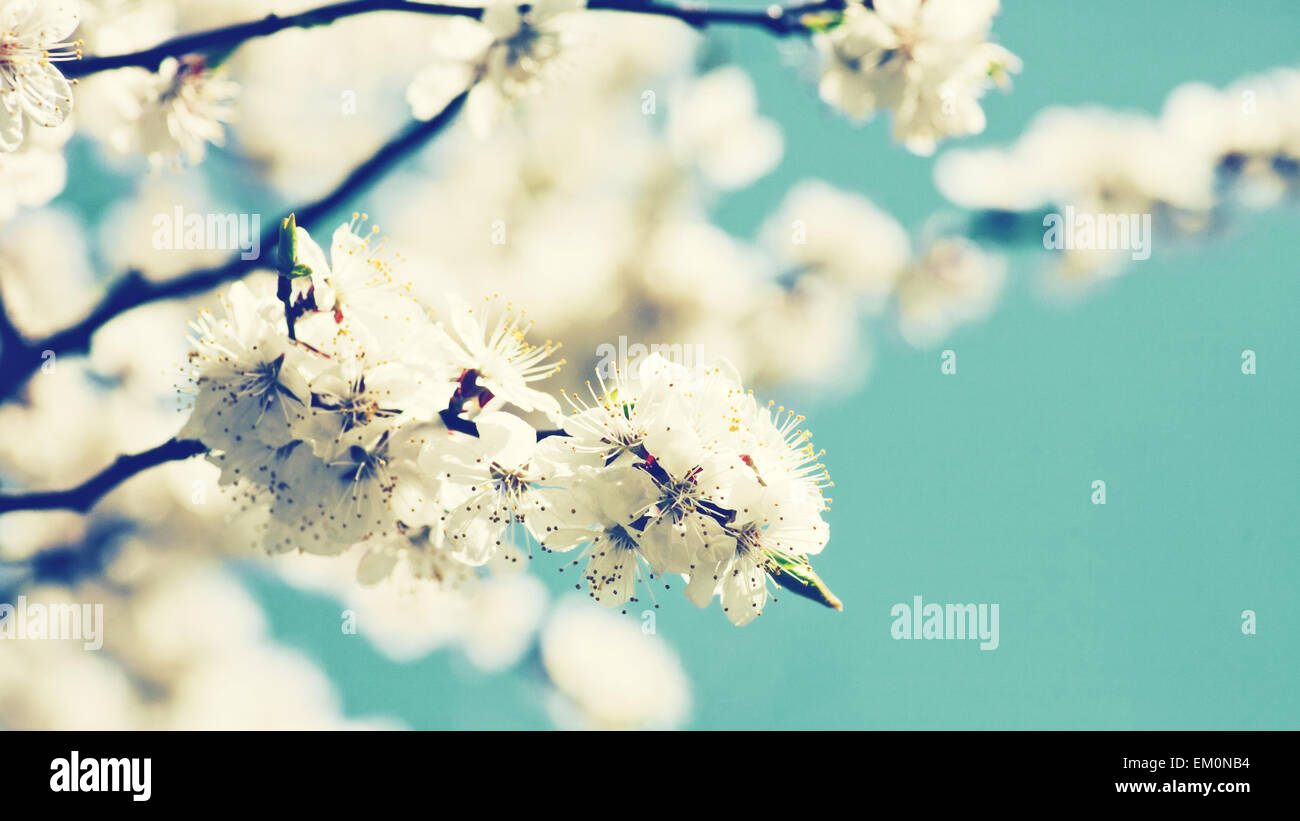 Apricot tree flower, natural abstract backgrounds Stock Photo - Alamy