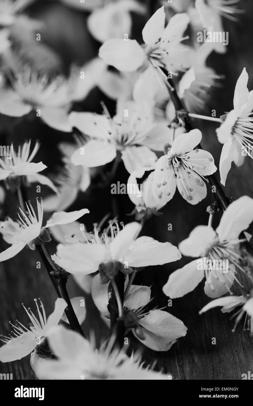 Spring layout Black and White Stock Photos & Images - Alamy