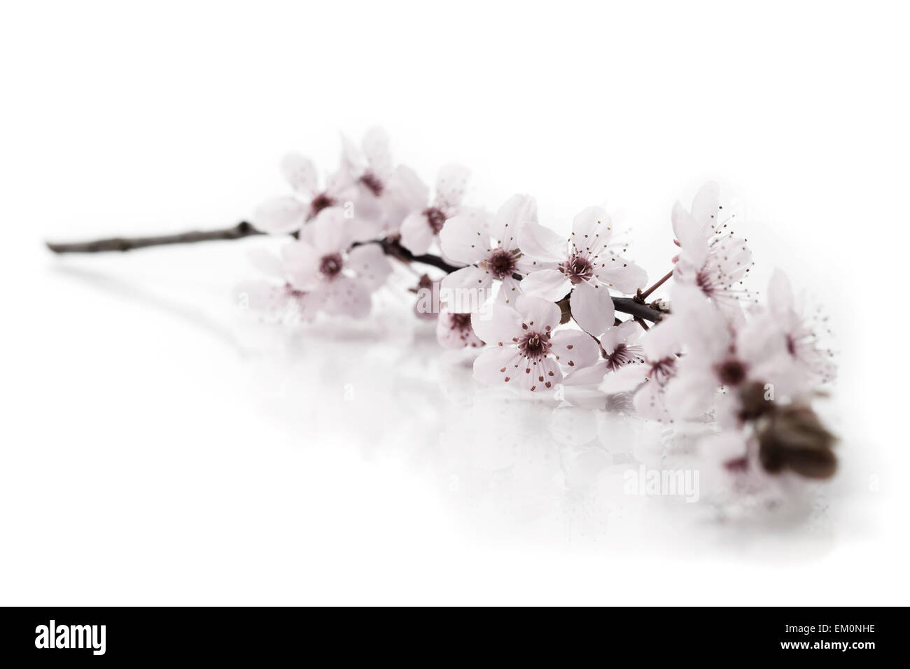 Pink cherry Cut Out Stock Images & Pictures - Alamy