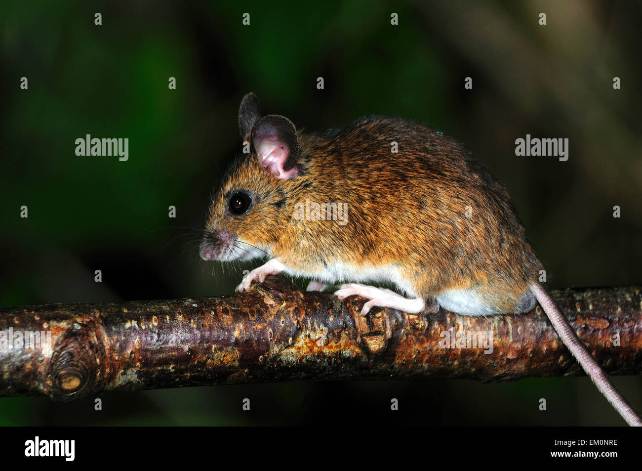 wood mouse apodemus sylvaticus Stock Photo - Alamy