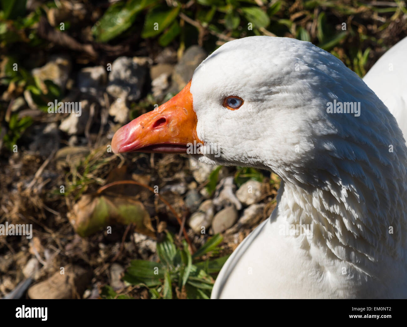Embden goose hi-res stock photography and images - Alamy