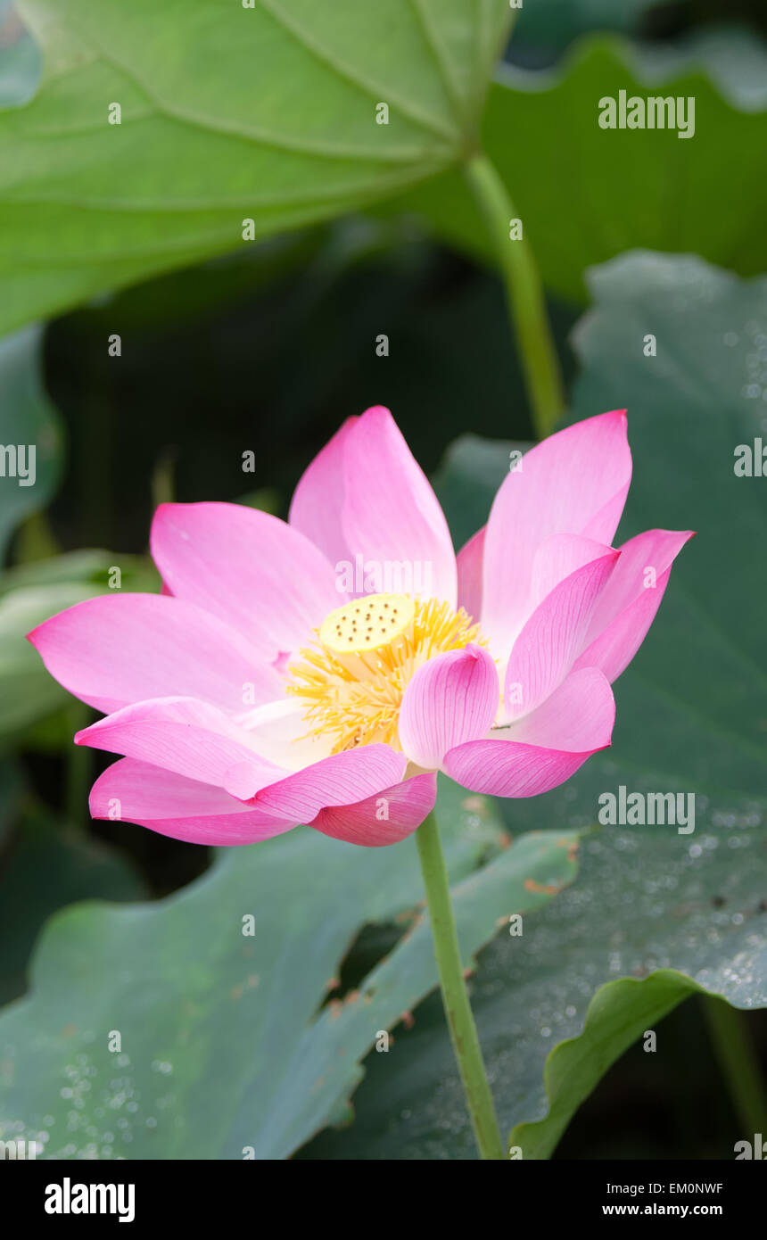 Lotus flower farm hi-res stock photography and images - Alamy