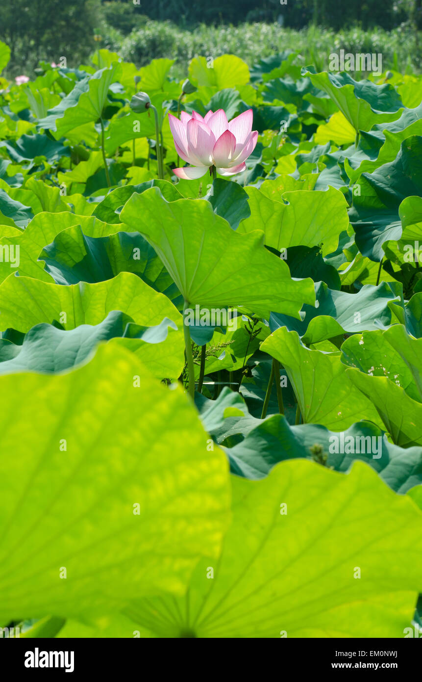Lotus flower farm hi-res stock photography and images - Alamy