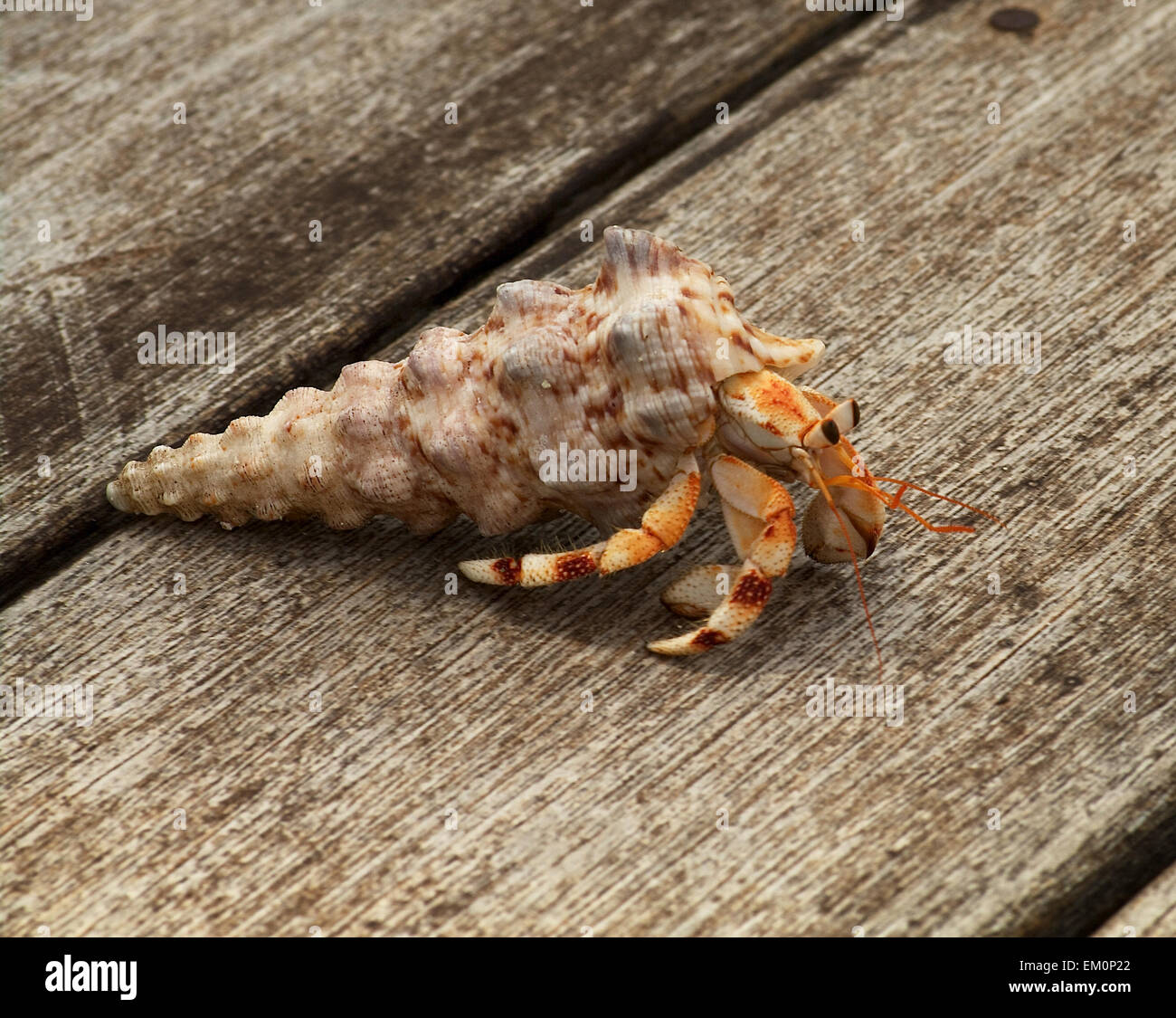 Hermit crab in conch shell hi-res stock photography and images - Alamy