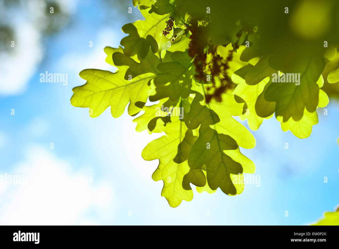 Oak tree leaf spring hi-res stock photography and images - Alamy