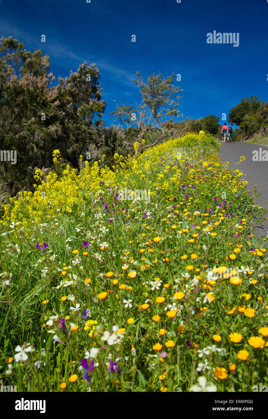 roadside flowers on La Gomera, two boys walking in the distance Stock ...