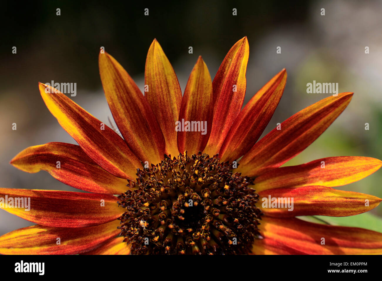 Detailed sunflower hi-res stock photography and images - Alamy