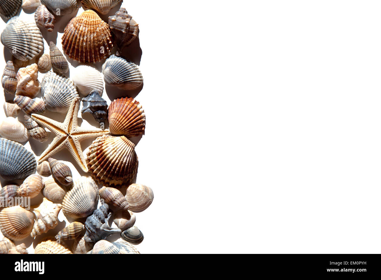 sea shells and star Stock Photo - Alamy