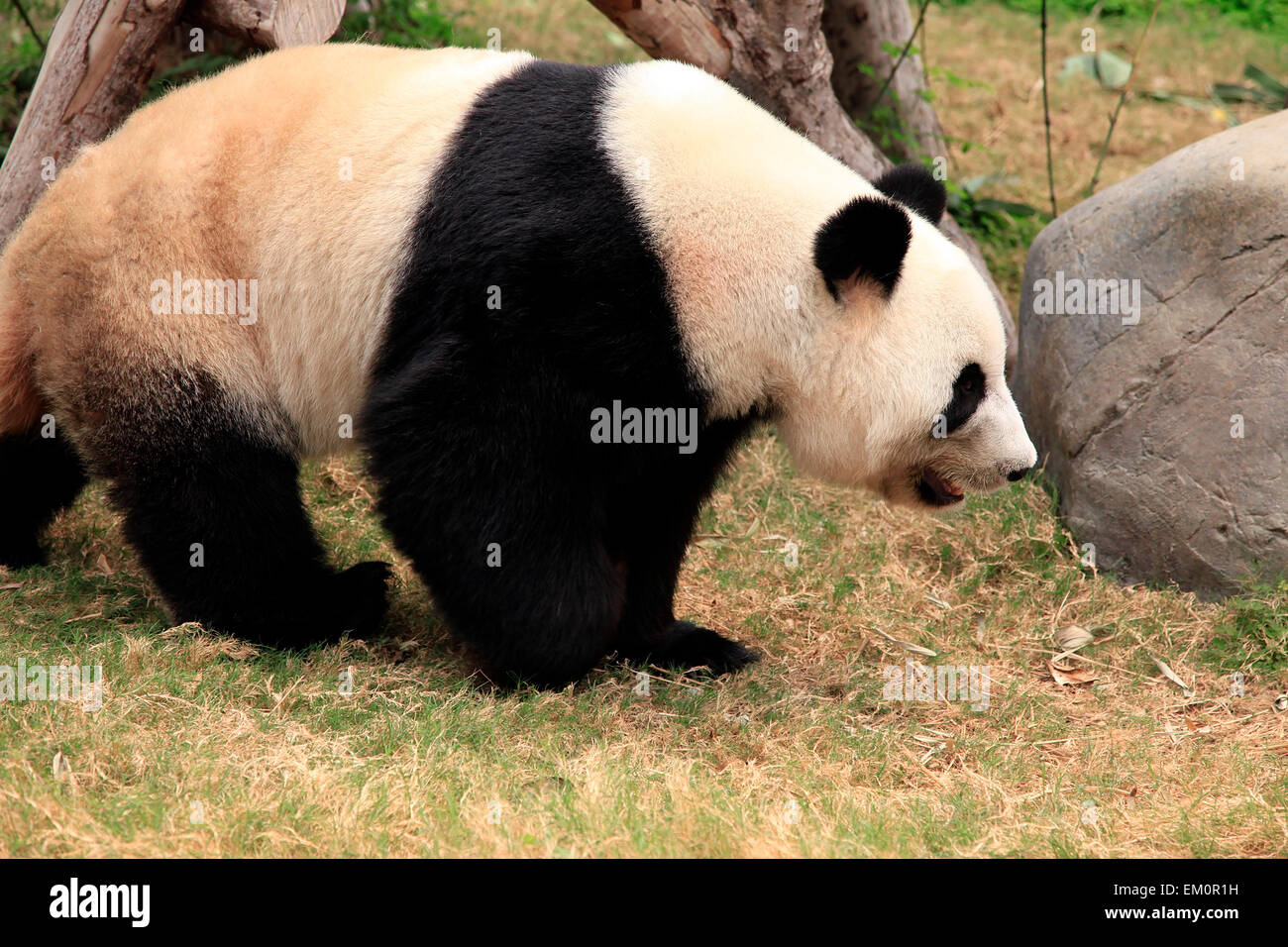 Panda profile hi-res stock photography and images - Alamy