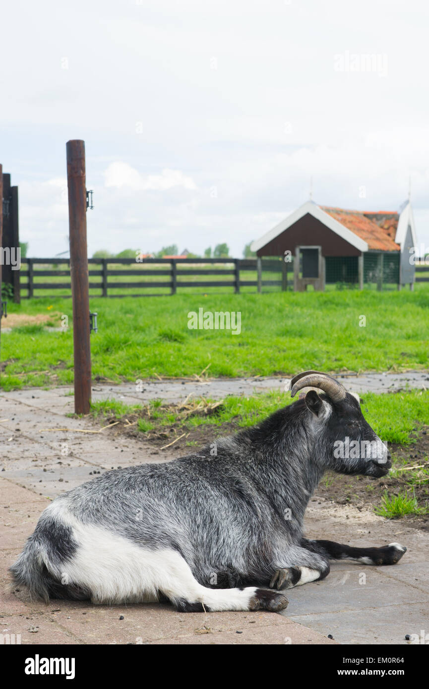 Goat on Dutch farm Stock Photo - Alamy