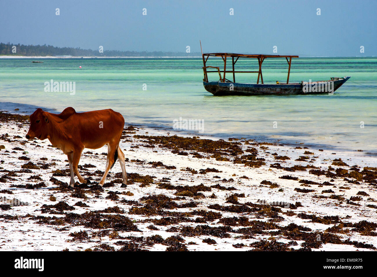 africa cow coastline boat pirague in the blue lagoon relax of zanzibar ...